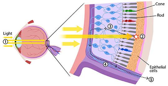 Retinal And Opsin