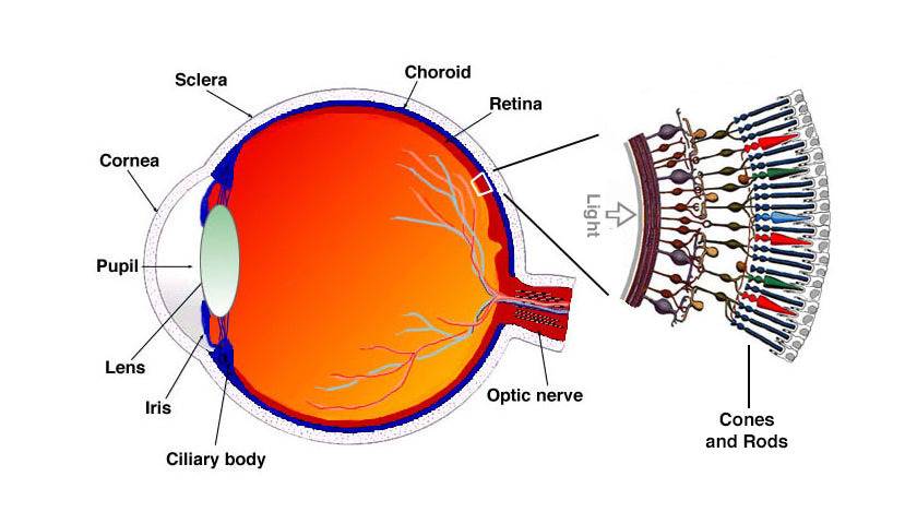 Rods and Cones Explained